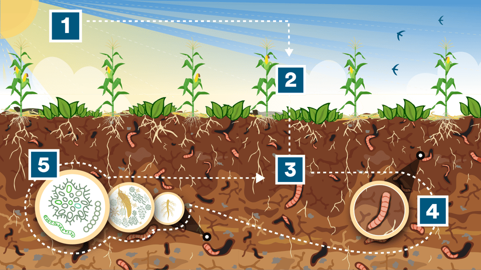 How Does Soil Carbon Sequestration Work?