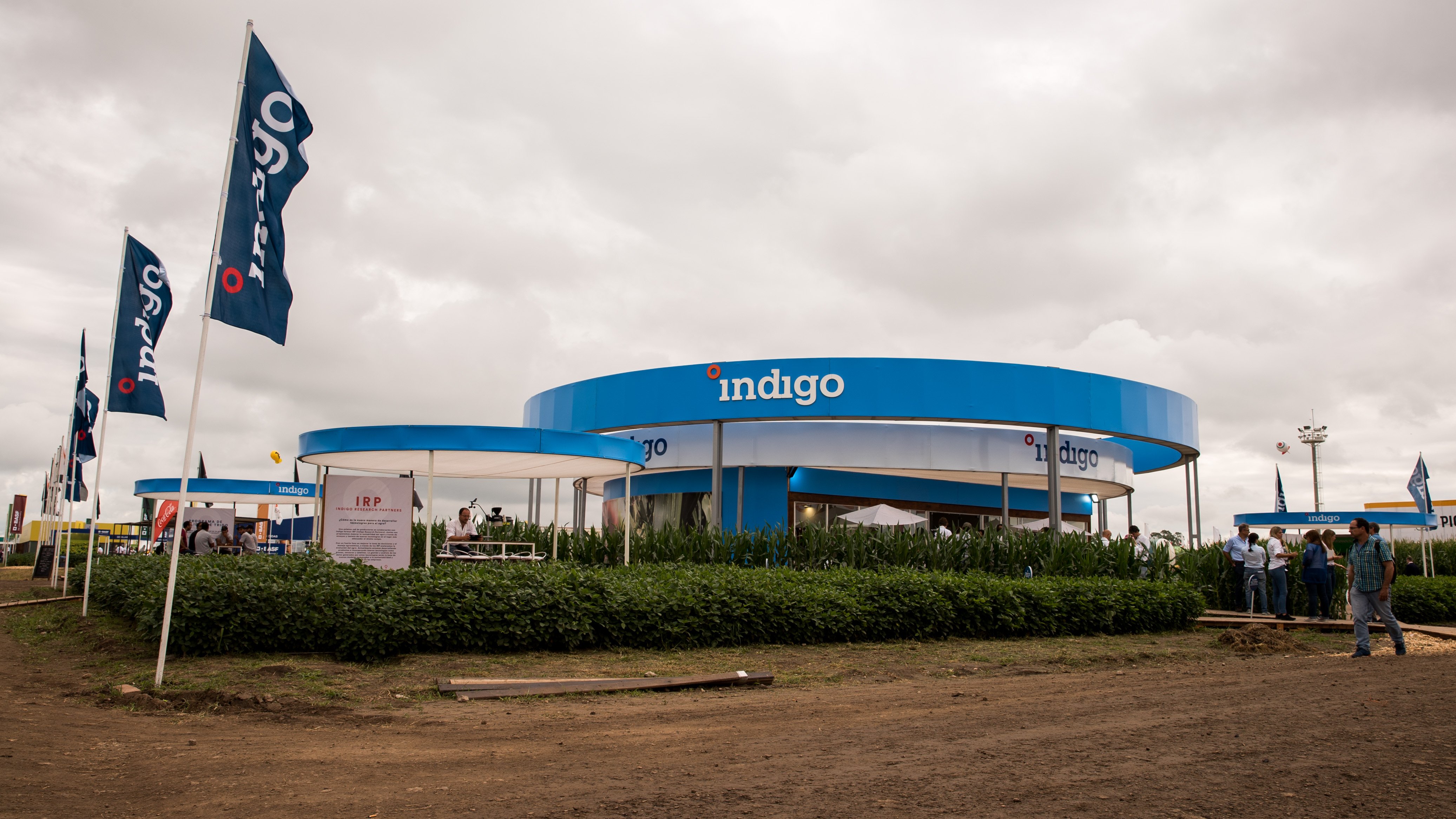 Indigo anuncia su nueva estructura con foco en la región