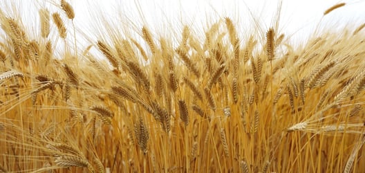 2018 Indigo Corn™ Demonstrates Yield Improvement Across 48,000 Acres in ...