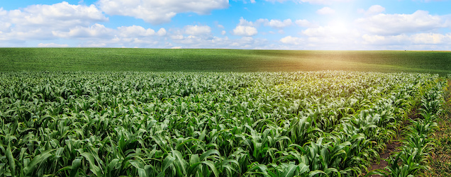 2018 Indigo Corn™ Demonstrates Yield Improvement Across 48,000 Acres in ...