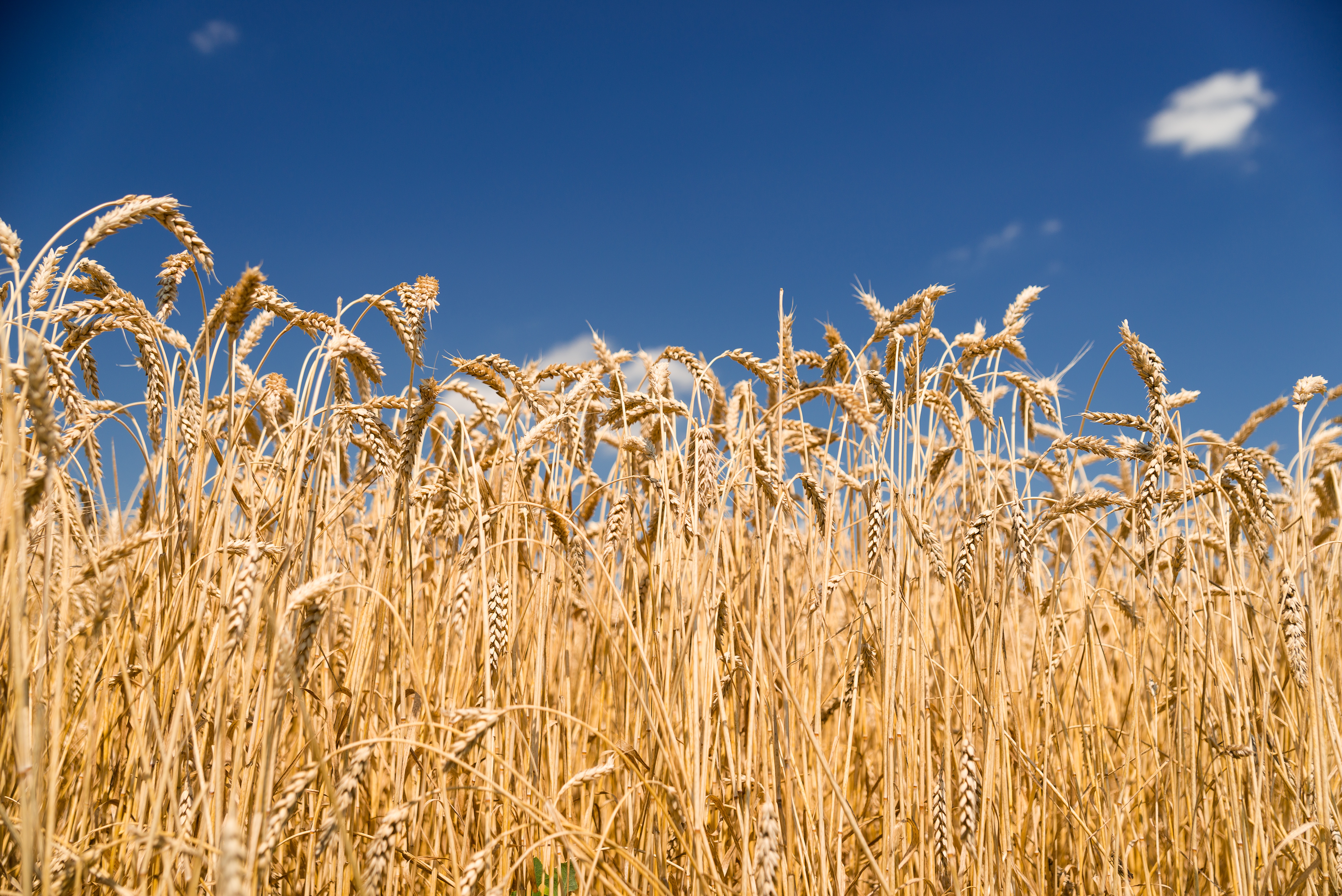 Indigo Plows $156 Million Into Sustainable Agriculture