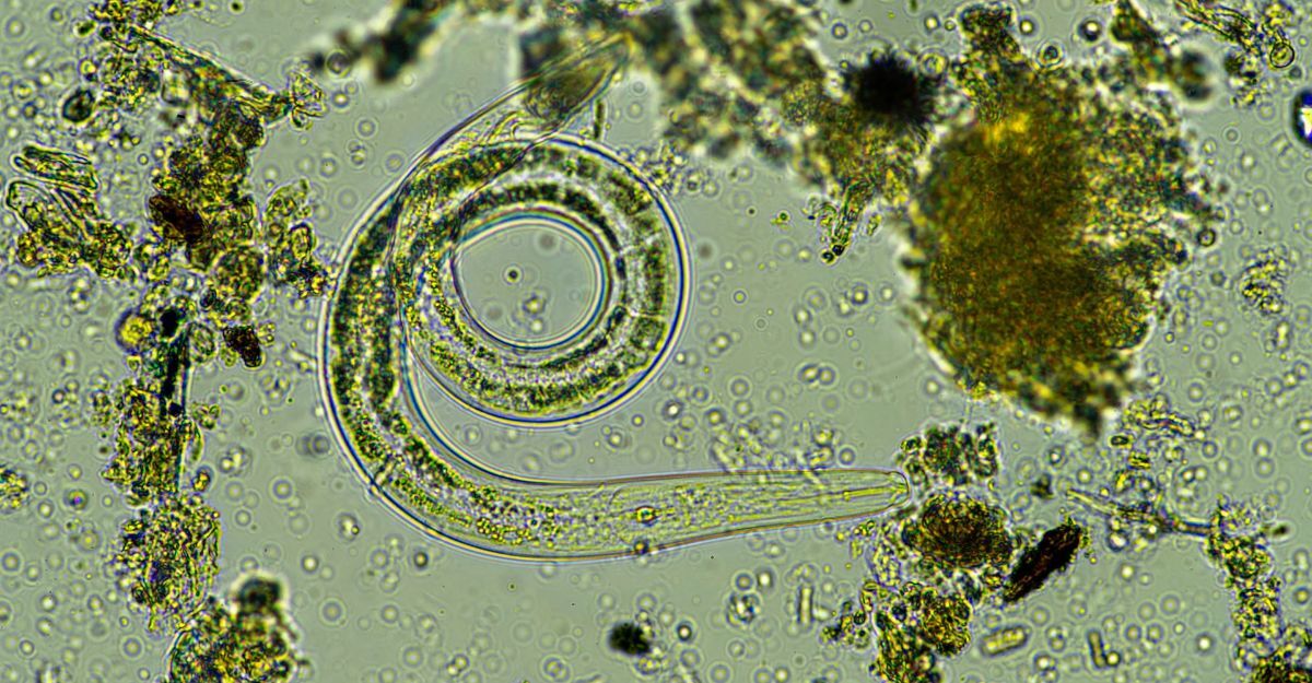 Indigo Develops Innovative New Bionematicide for Spring 2023 Planting ...