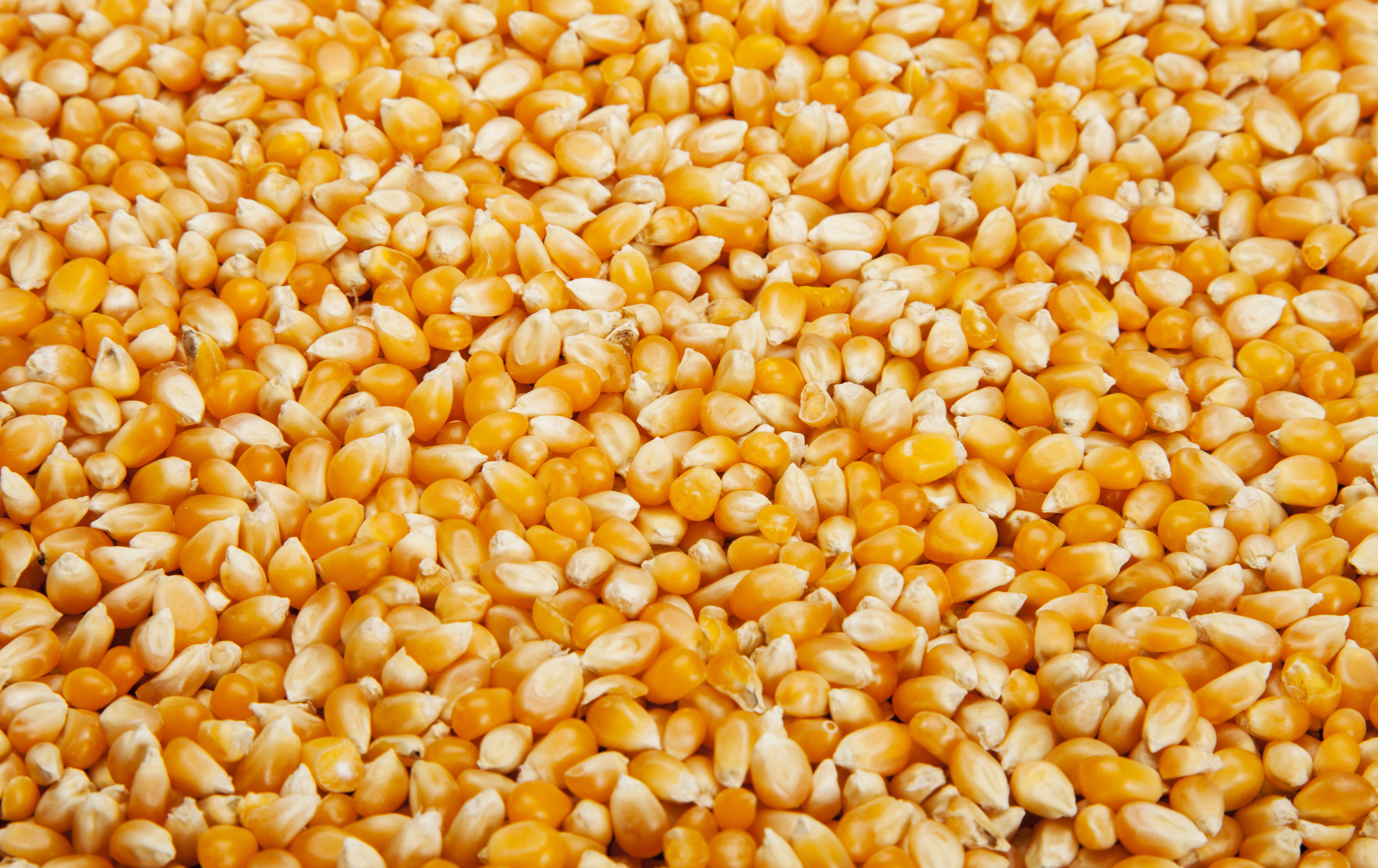 Indigo Corn™ Demonstrates Significant Yield Gains on Farms Experiencing ...