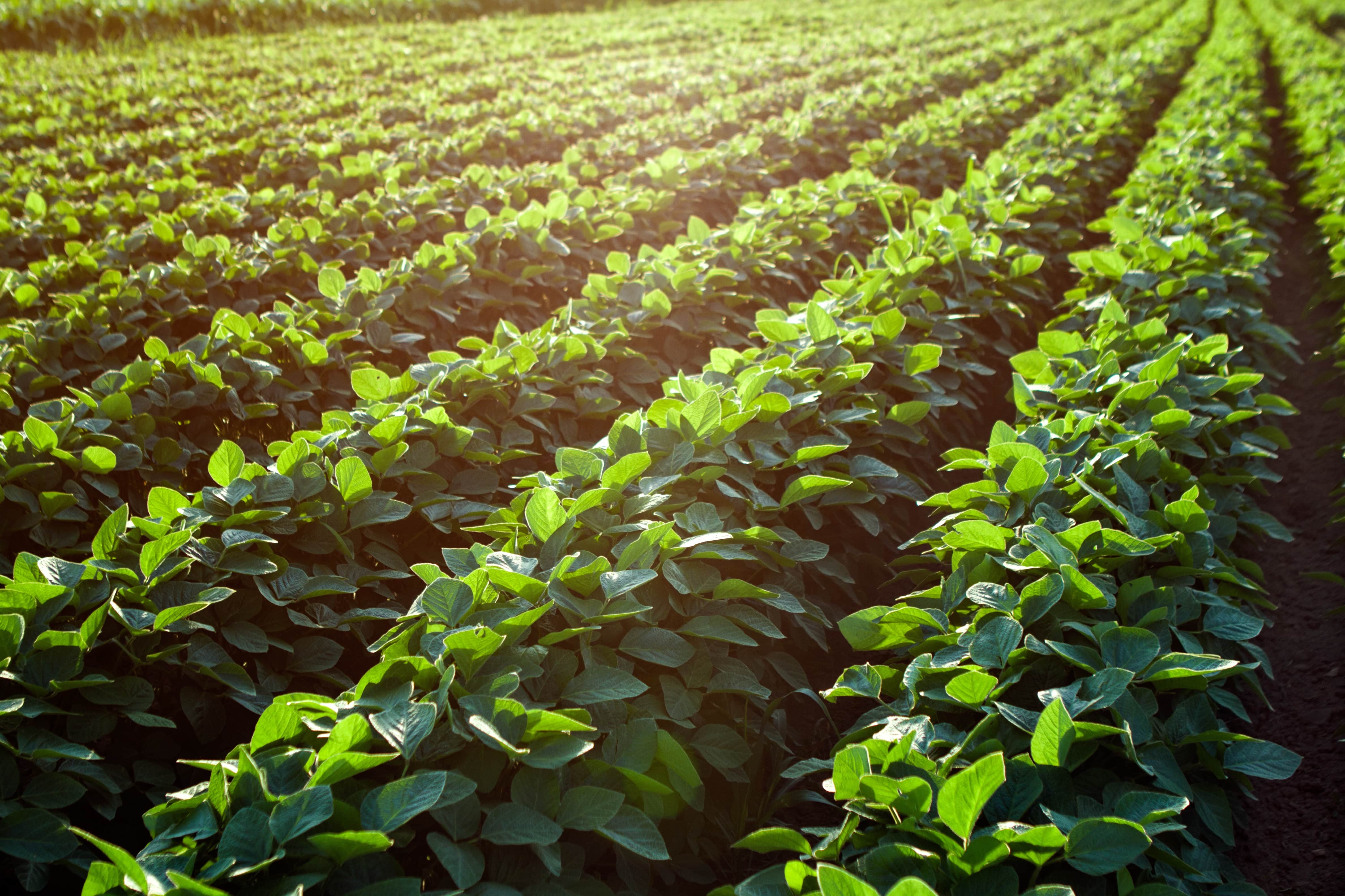 Indigo Agriculture Closes Series D Funding Round at $203M