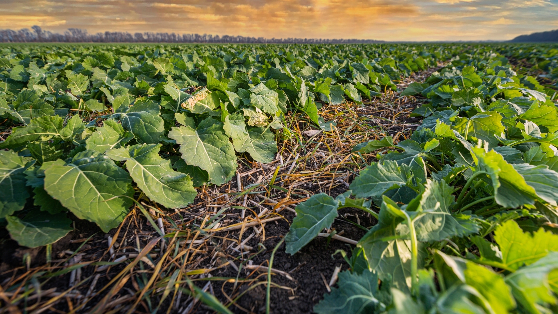 Carbon Farming 101: What Are Carbon Offset Registries, and Why are They ...