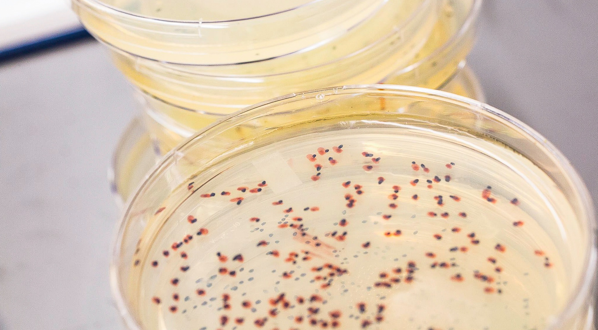 Scientists Want to Replace Pesticides With Bacteria