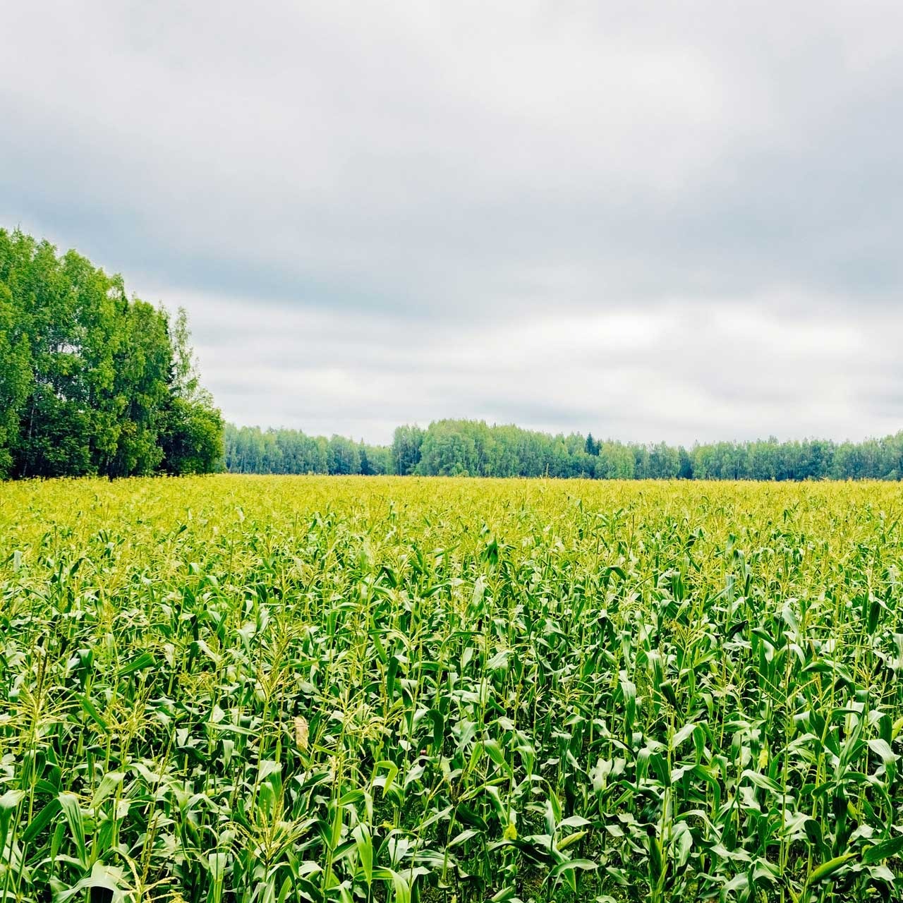 Three Farmers Share the Economic Upsides of Carbon Farming with Indigo