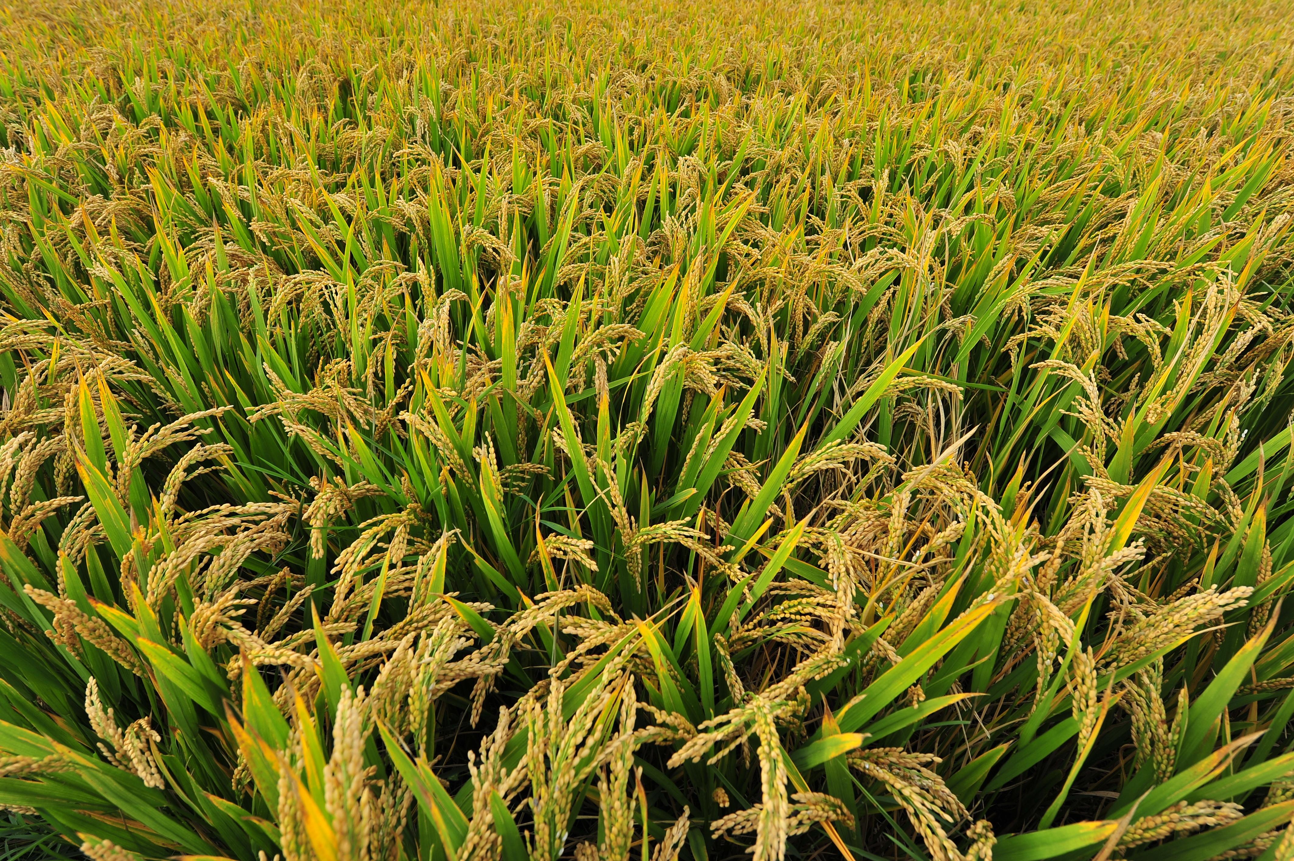 Indigo Ag plants seeds for high-tech farming course statewide