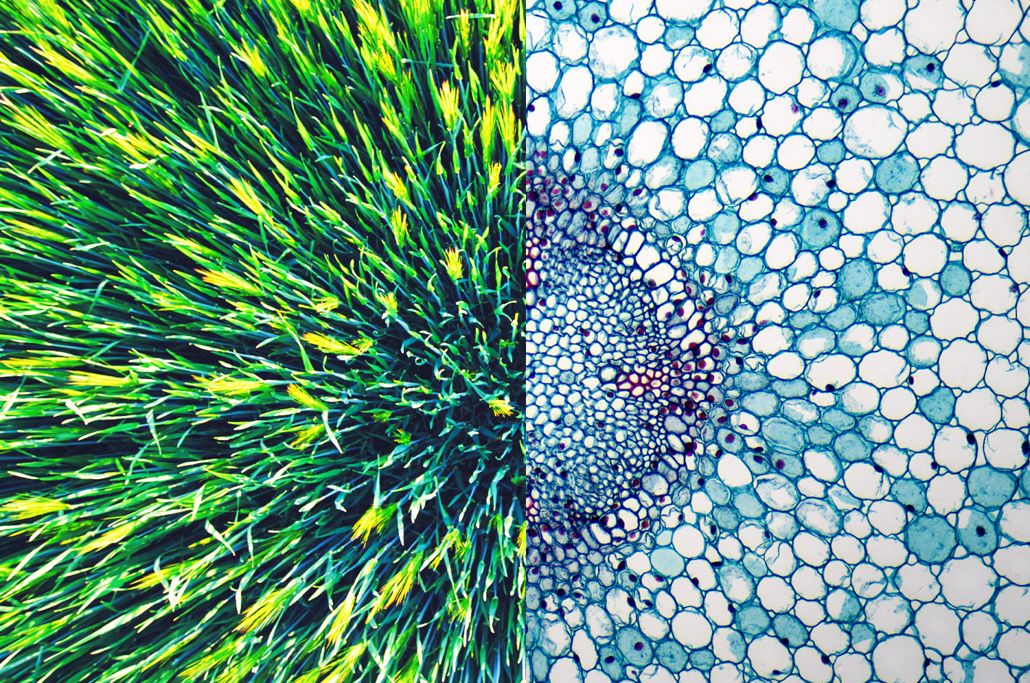 Indigo Ag | Biological Solutions