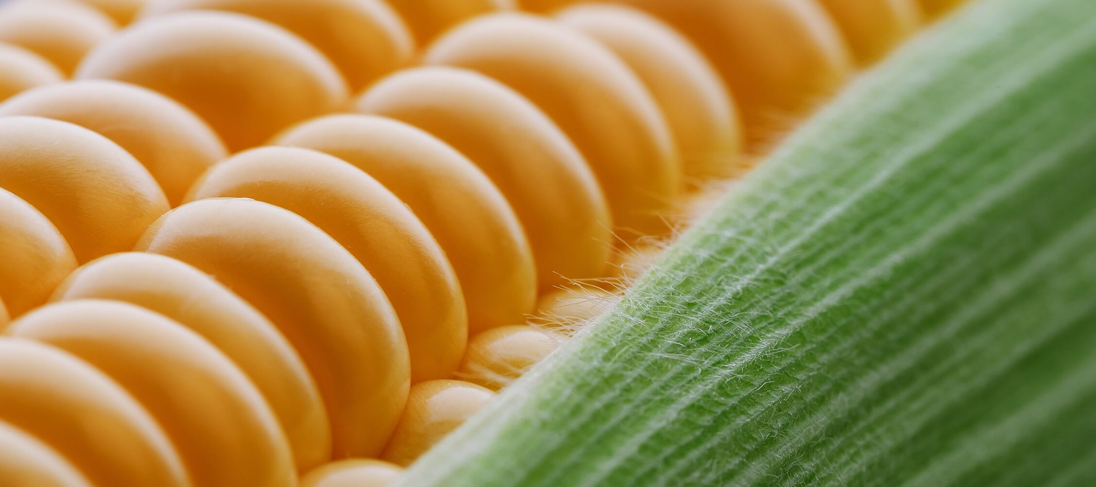 How does adding a small grain to the rotation impact corn and soybean yield and profitability