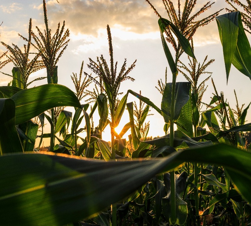 Indigo Ag Expands Powerful Scope 3 Product to Full Suite of Solutions