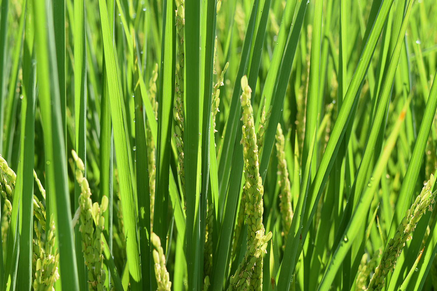 Rice Indigo Ag Where Ag Meets Innovation And Impact | Indigo Ag