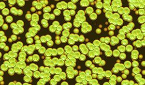 What's the Big Deal About Microbes?