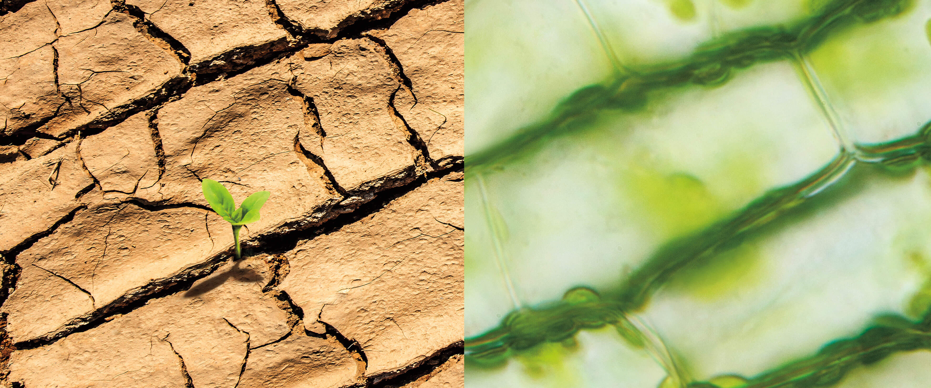 Indigo Ag and ISAOSA partner to bring innovative microbial technology ...