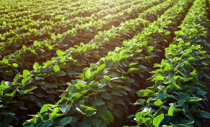 Indigo Agriculture Launches Indigo Certified Crops™, an Offer to ...